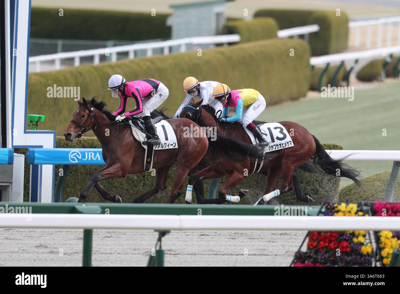 2025/03/08 HANSHIN 01R Real Queen / Hideaki Miyuki Jockey Hayabusa ...