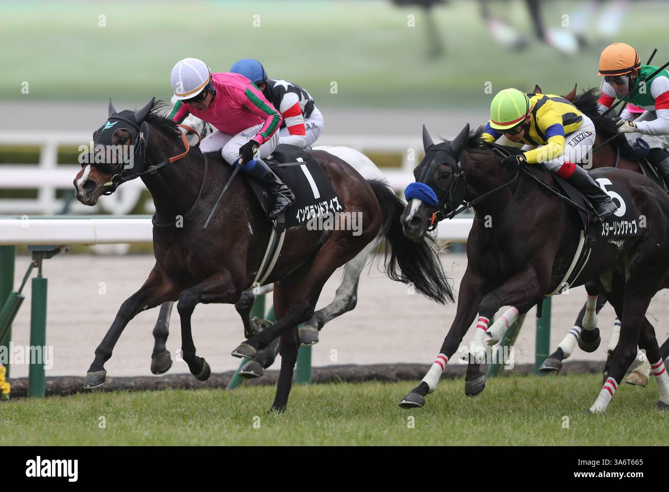 2025/03/08 HANSHIN 09R SENRIYAMA TOKUBETSU England Eyes (GB) / Yasunari Iwata Jockey Stirring Up ...