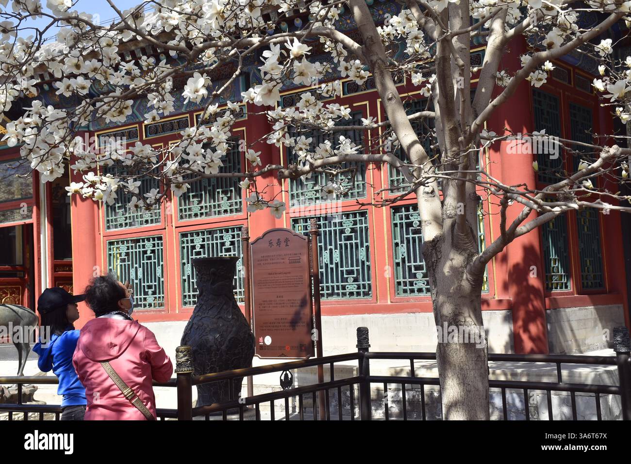 Magnolia flowers are in full bloom at the Summer Palace in Beijing ...