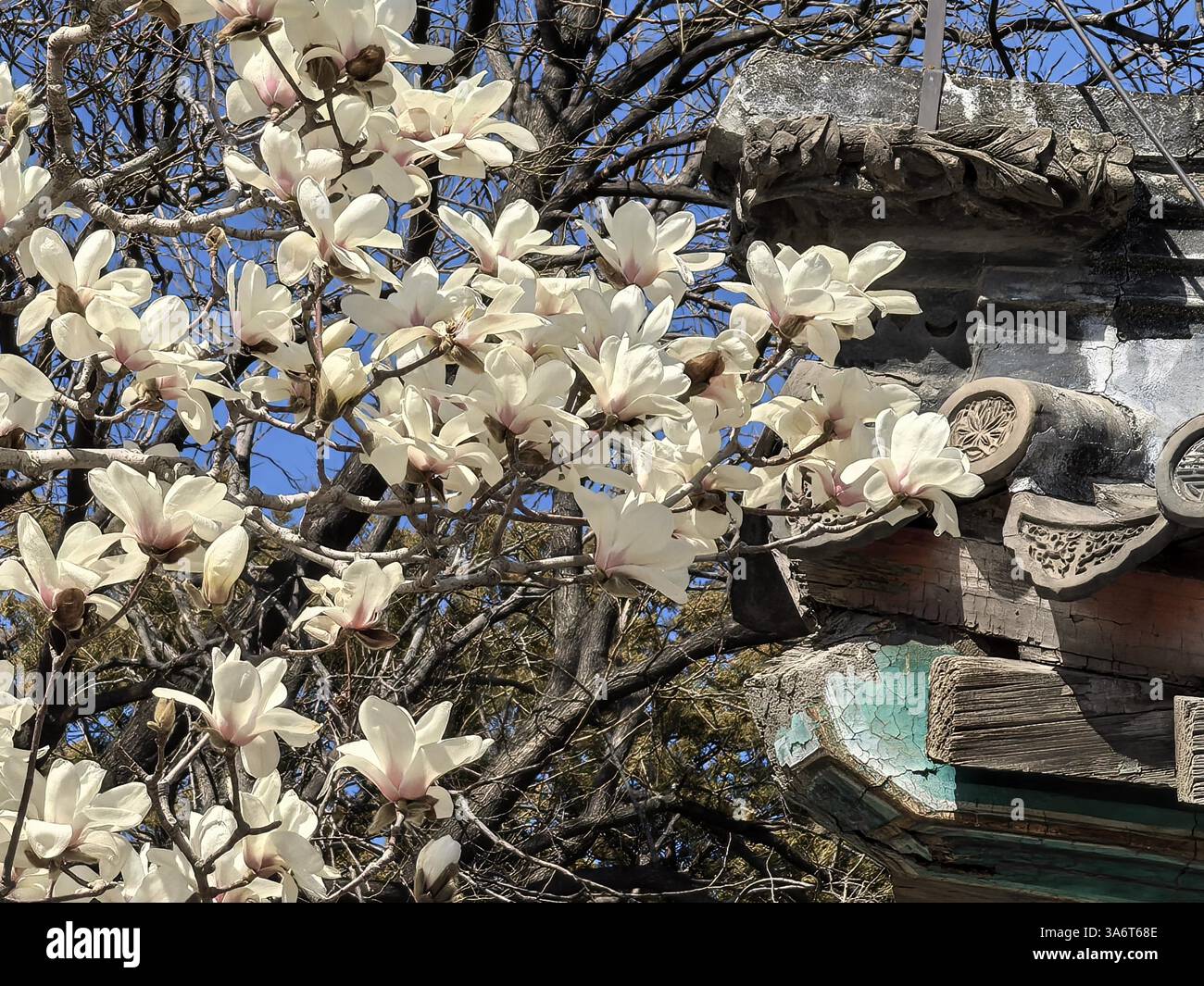 Magnolia flowers are in full bloom at the Summer Palace in Beijing ...