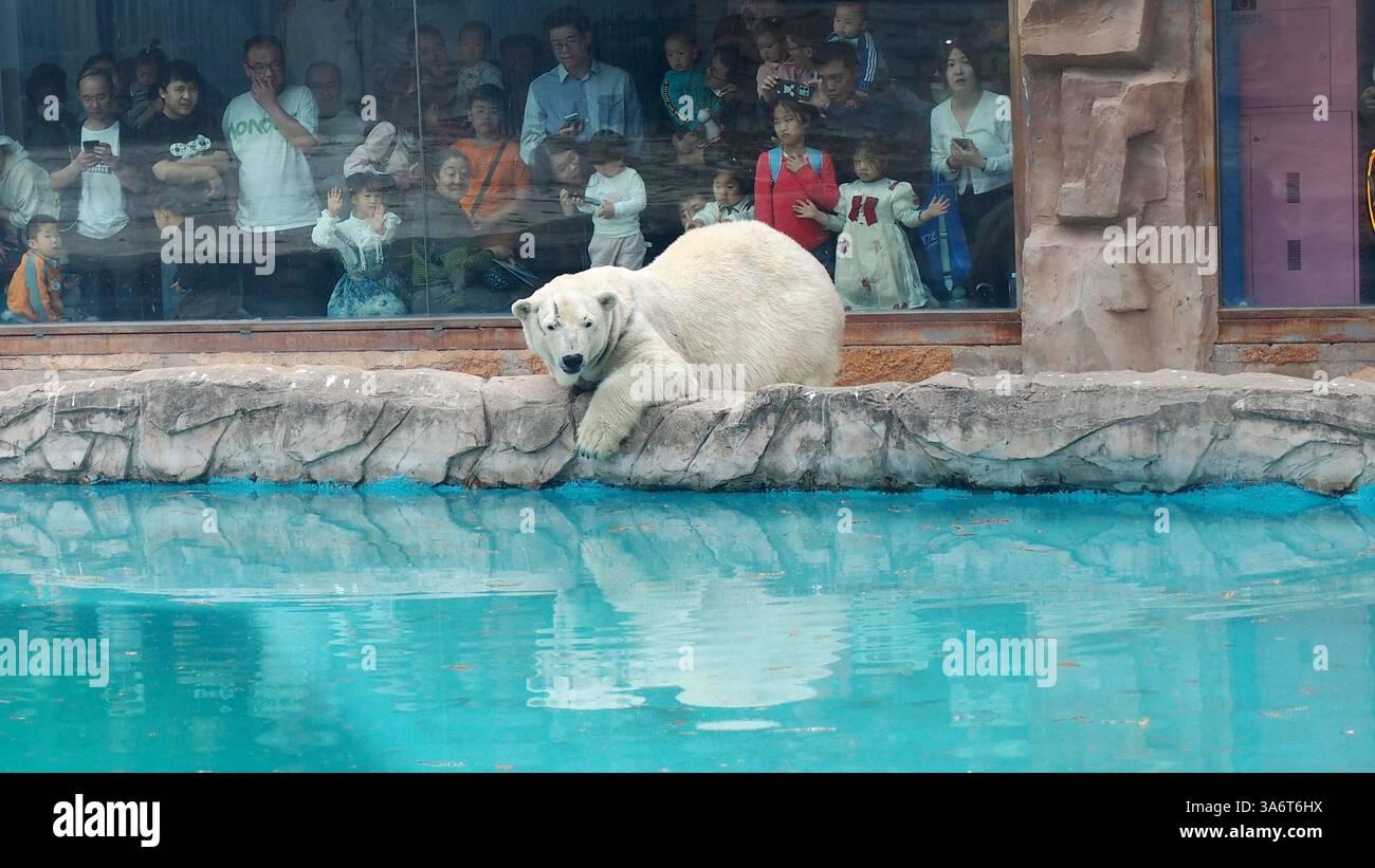 Animals enjoy spring time at Beijing Zoo, Beijing, China, 23 March ...