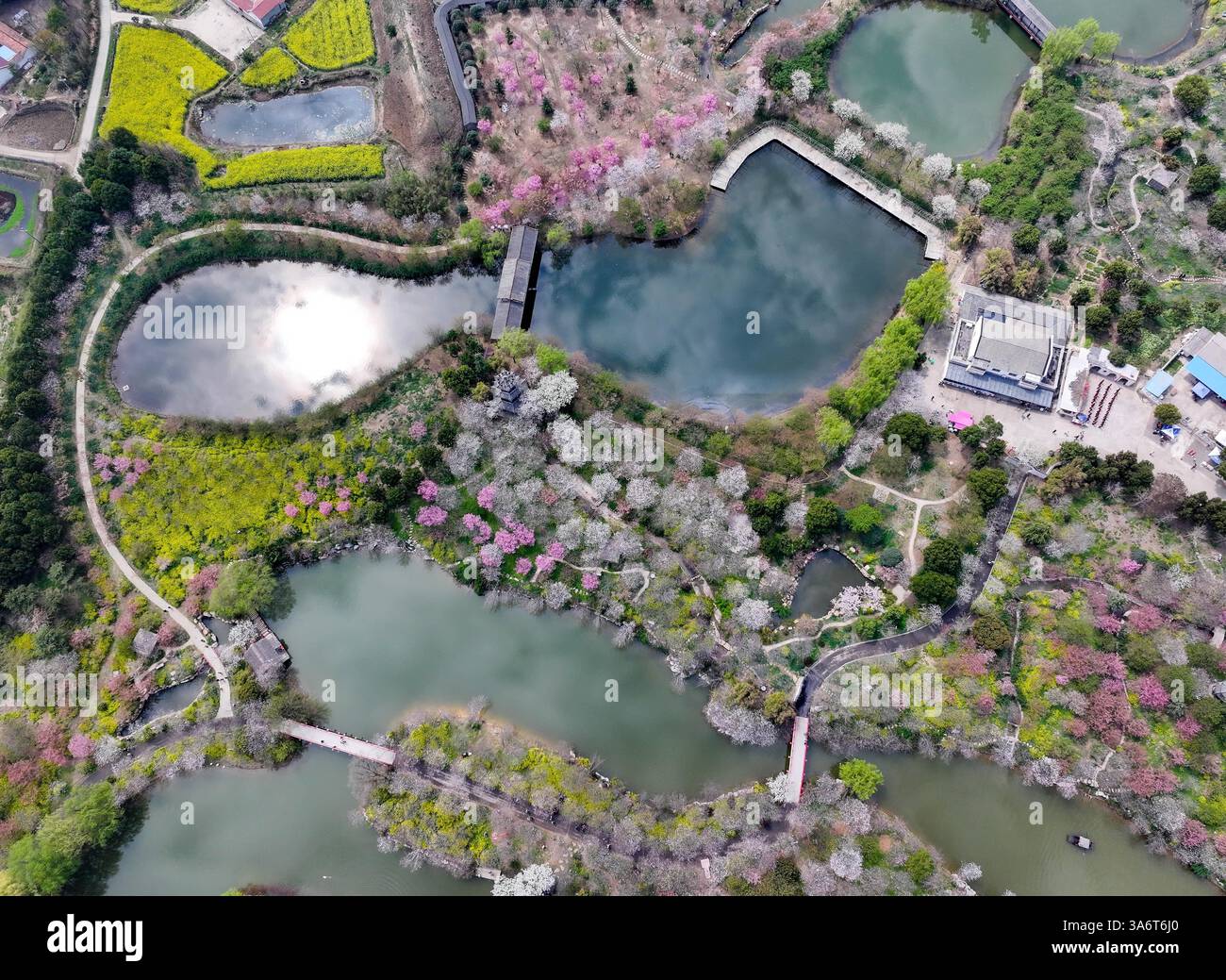 Aerial photo shows cherry blossoms in Jingzhou City, central China's ...