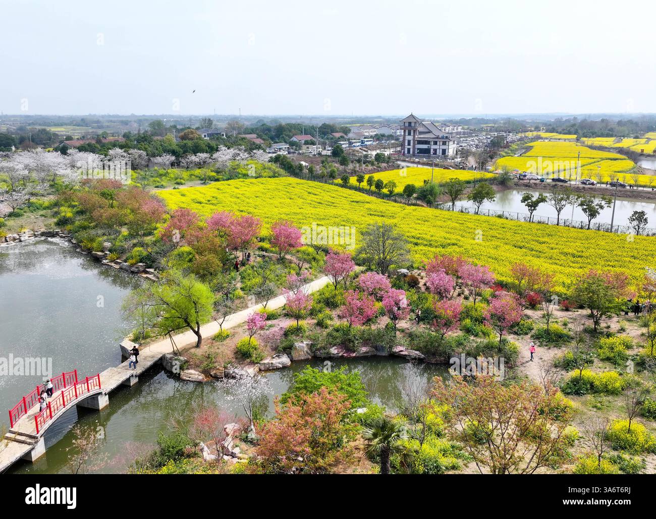 Aerial photo shows cherry blossoms in Jingzhou City, central China's ...