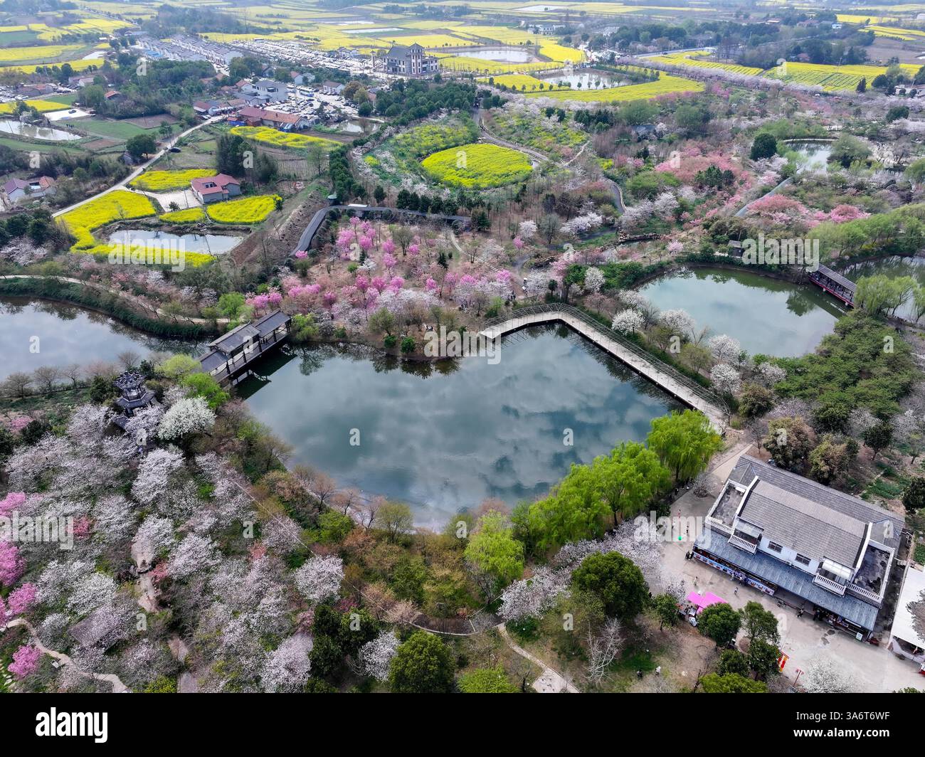 Aerial photo shows cherry blossoms in Jingzhou City, central China's ...
