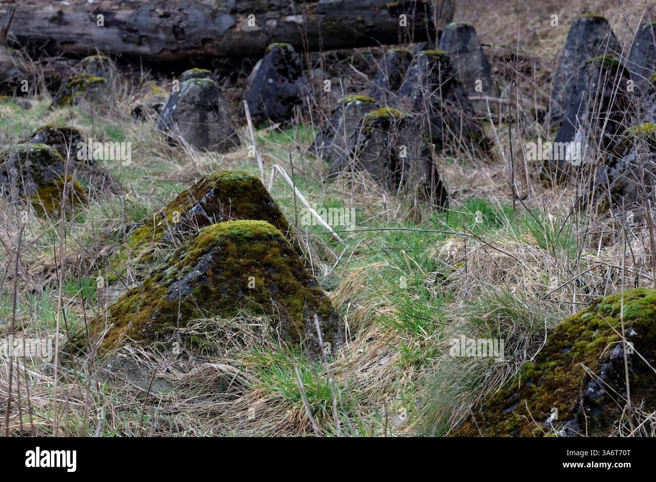 Remains of the so-called dragon's teeth, anti-tank obstacles used at ...