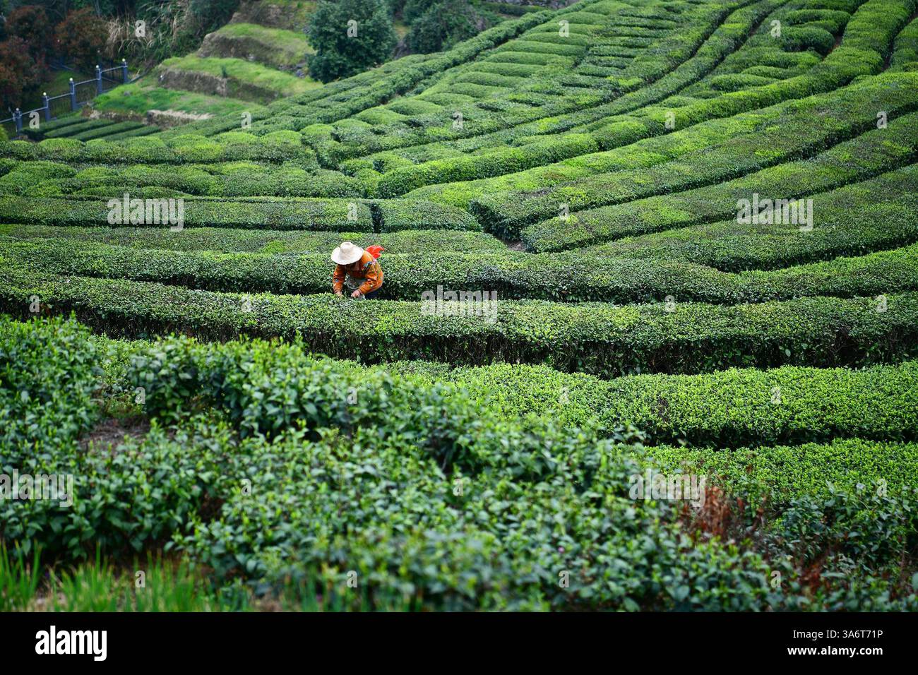 Workers pick tea leaves at a tea garden in Yichang City, central China ...