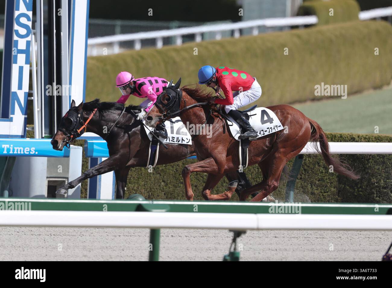 2025/03/09 HANSHIN 03R Hamilton / Yuichi Kitamura Jockey Eiyu Fire ...