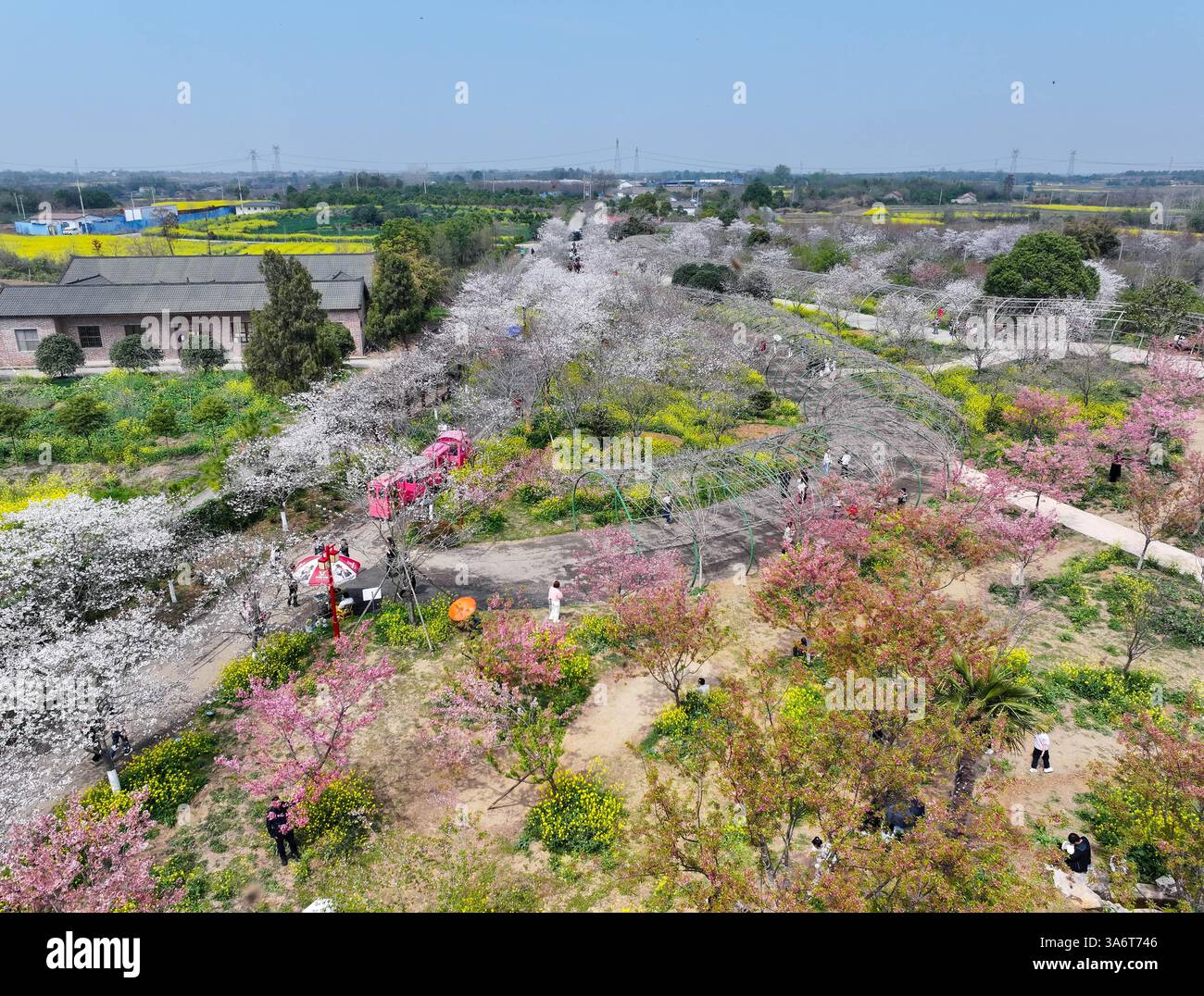 Aerial photo shows cherry blossoms in Jingzhou City, central China's ...