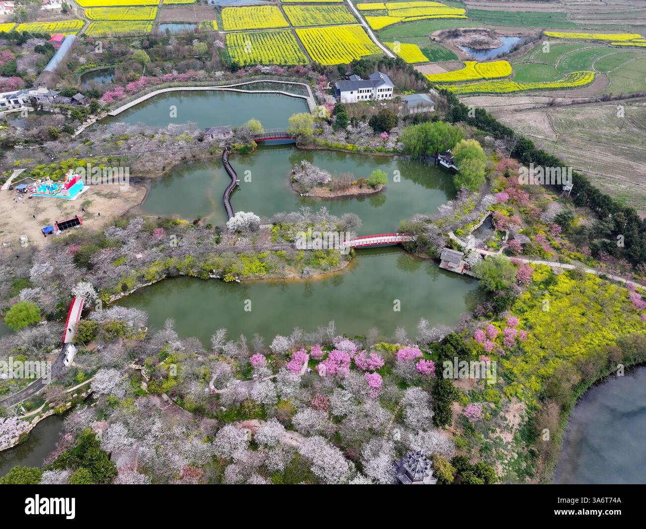 Aerial photo shows cherry blossoms in Jingzhou City, central China's ...