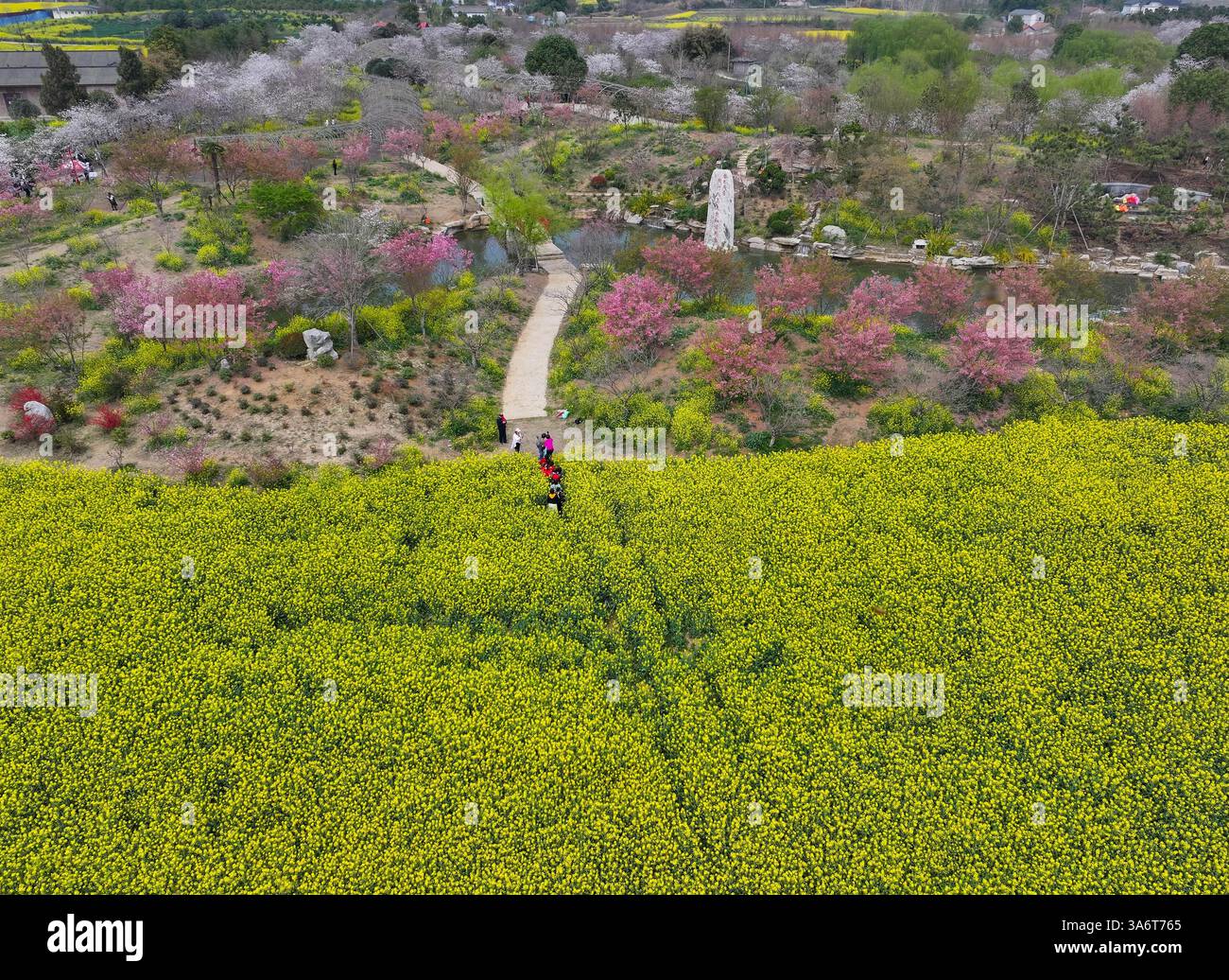 Aerial photo shows cherry blossoms in Jingzhou City, central China's ...