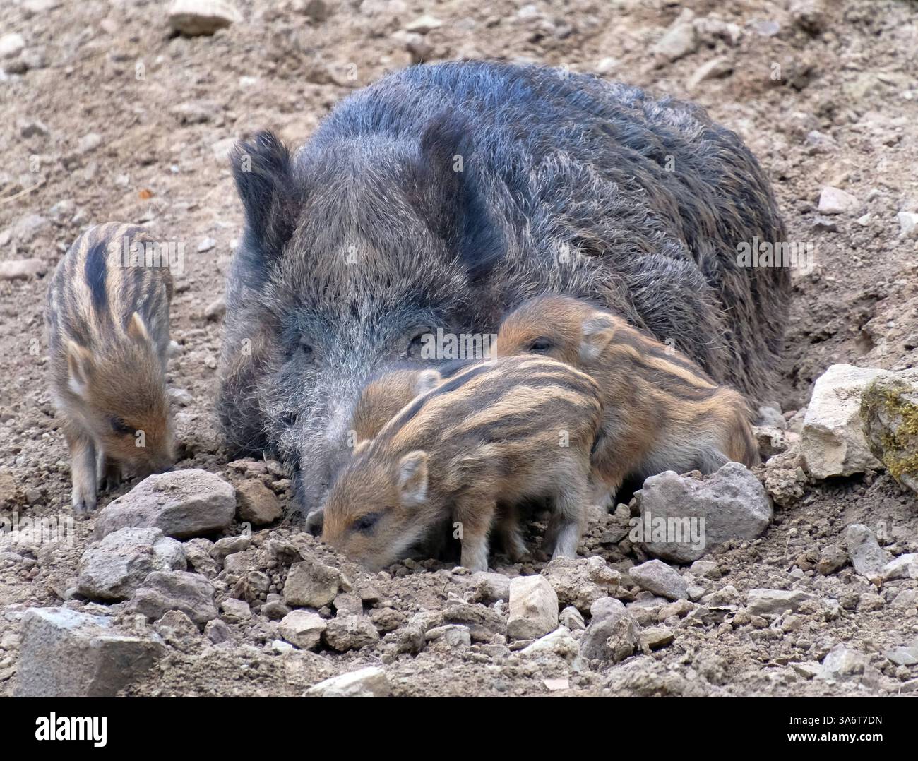 Wildschwein in freier Natur im Fruehling Wildschwein in freier Natur ...
