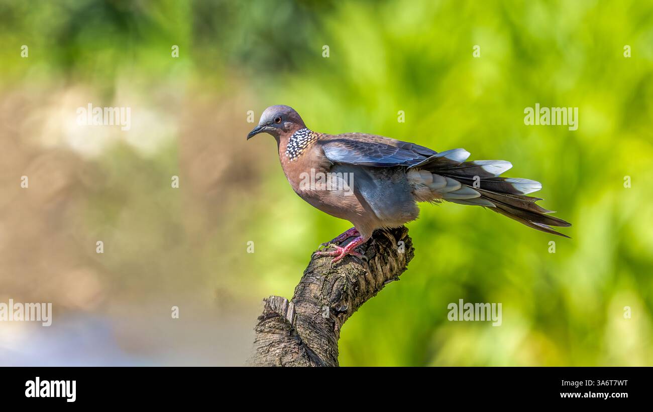 A Spotted Dove rests on a branch in Chongqing, China on March 25, 2025 ...