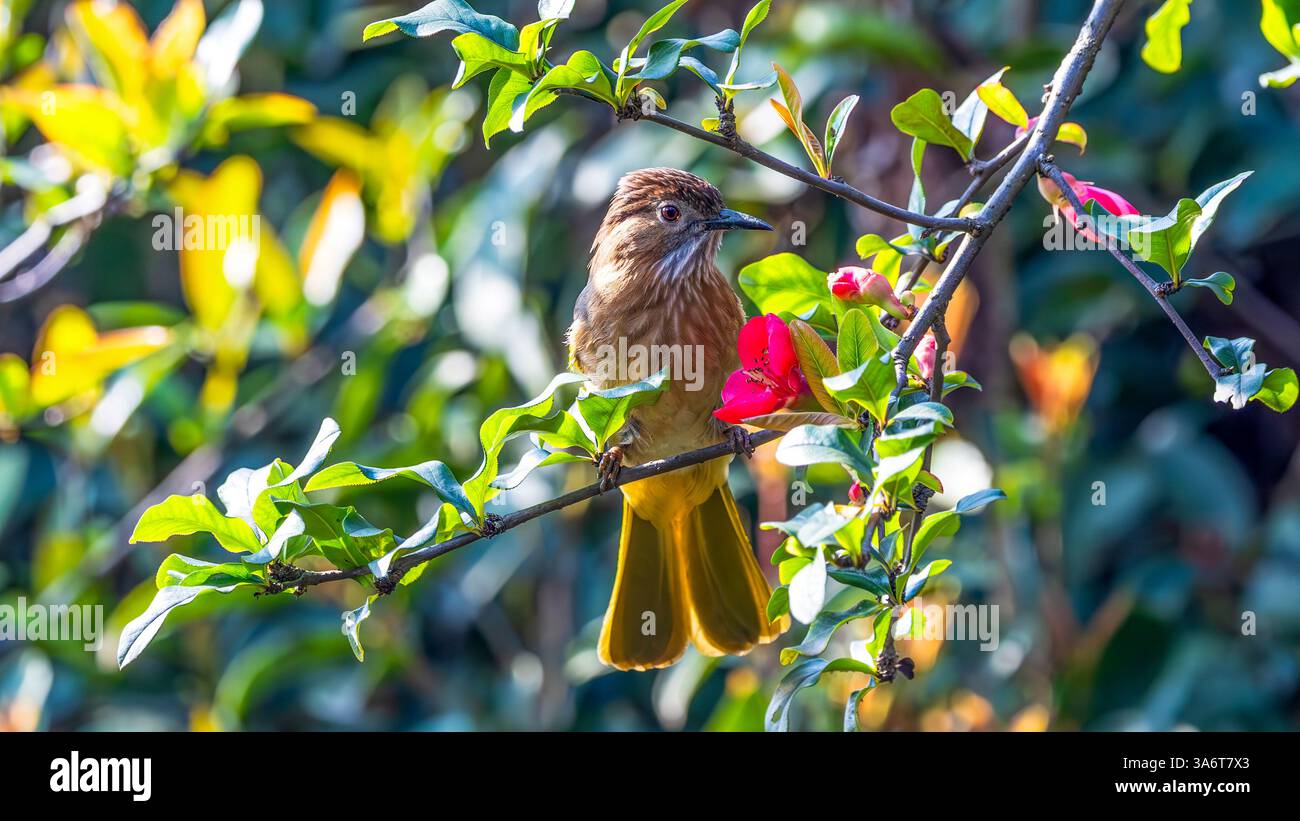 A Mountain Bulbul rests on a crabapple flower branch in Chongqing ...
