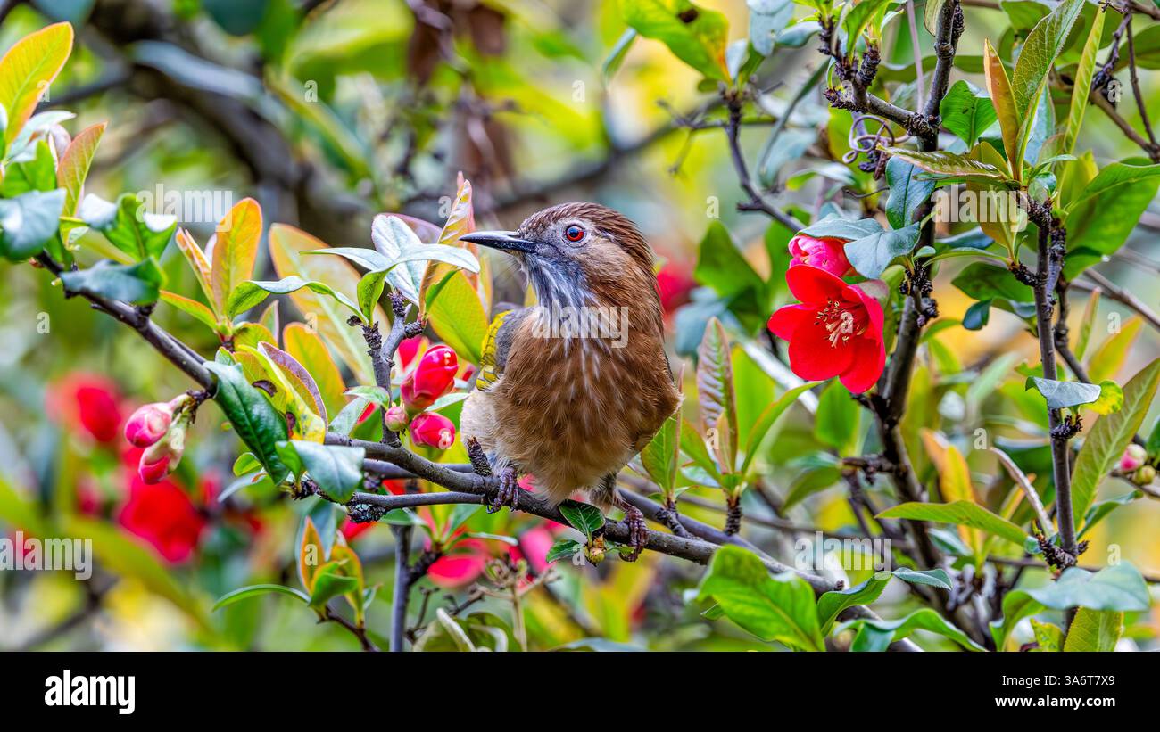 A Mountain Bulbul rests on a crabapple flower branch in Chongqing ...