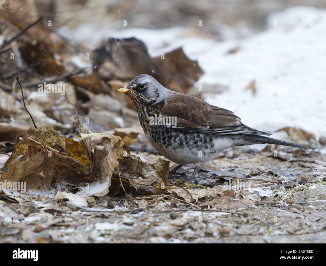 Fieldfare (Turdus pilaris) looking for food in the garden in snowfall ...