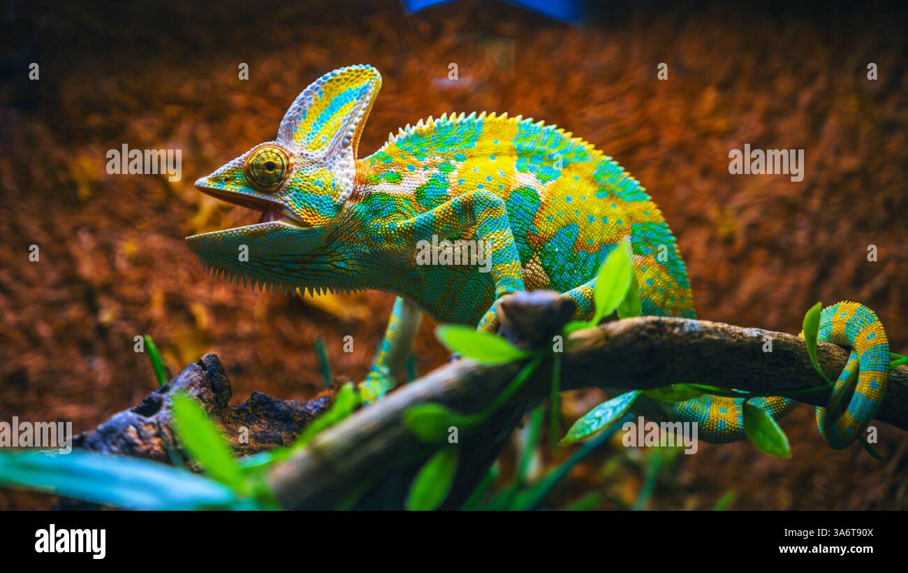 Close-up of the veiled chameleon is a species of chameleons native to ...