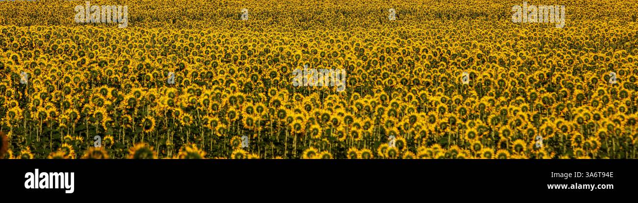 A blooming field of sunflowers. Horizontal banner Stock Photo - Alamy