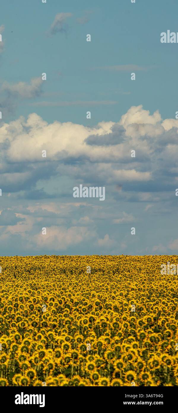 Sunflower field with beautiful sky. Aerial view Stock Photo - Alamy