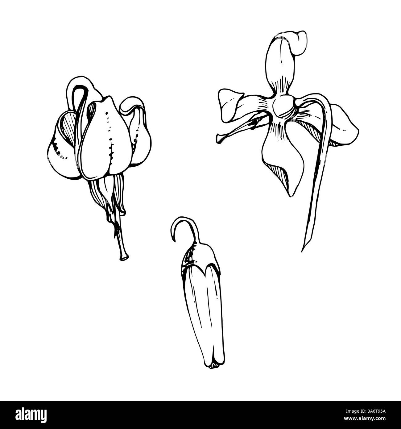 Cranberry pink lily flower bud on stalk stem, inflorescence wildflower ...