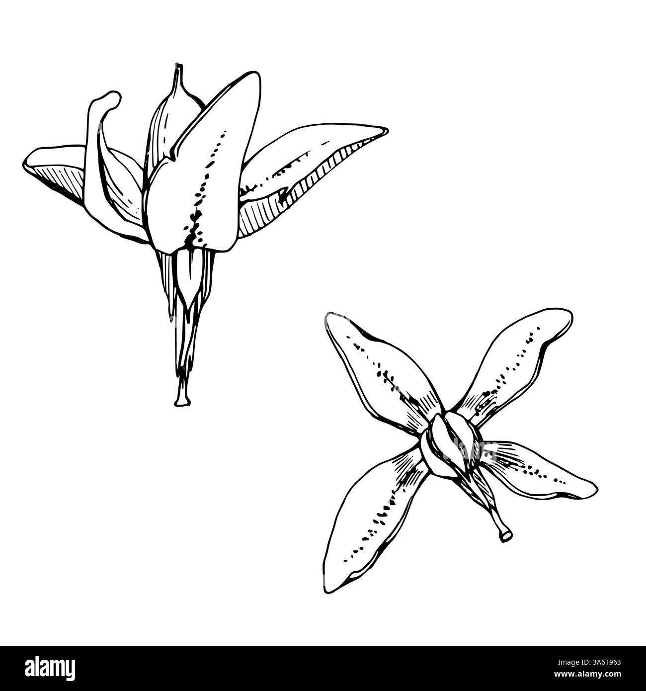 Cranberry pink lily flower bud on stalk stem, swamp wildflower ...