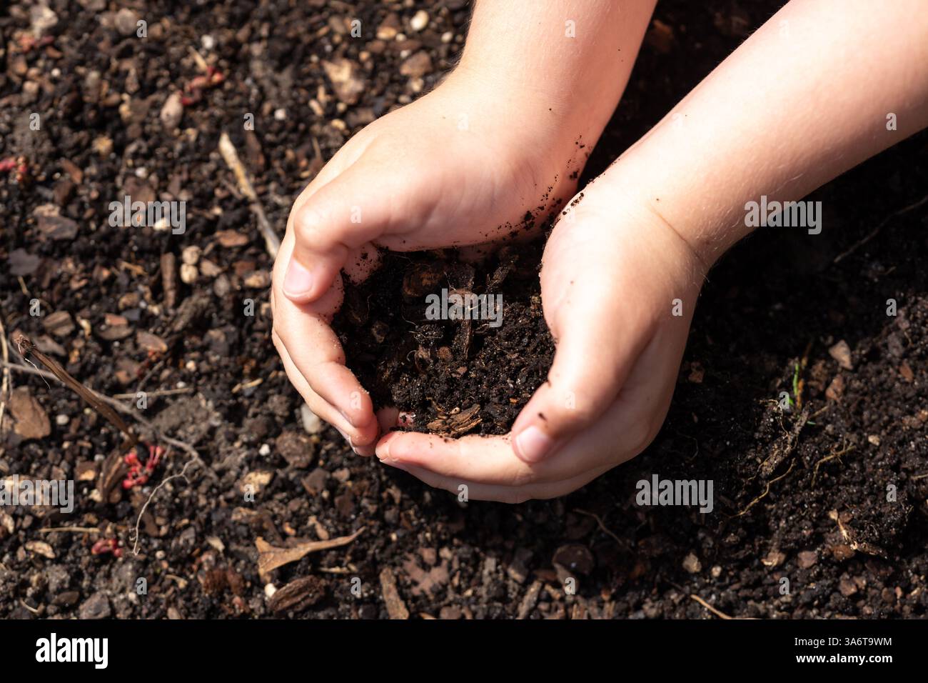 Kid holding soil. Child planting. Small hands with ground. Black soil ...