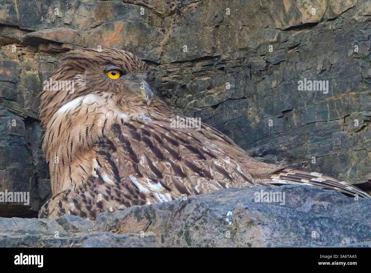 Brown Fish Owl, (Ketupa zeylonensis), sitting on a rock ledge ...