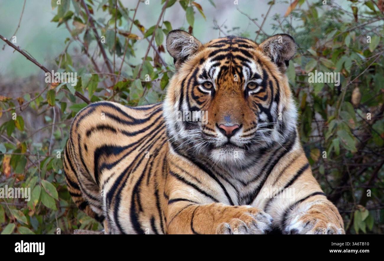 Tiger (Panthera tigris) portrait of a male, sat down, looking at the ...