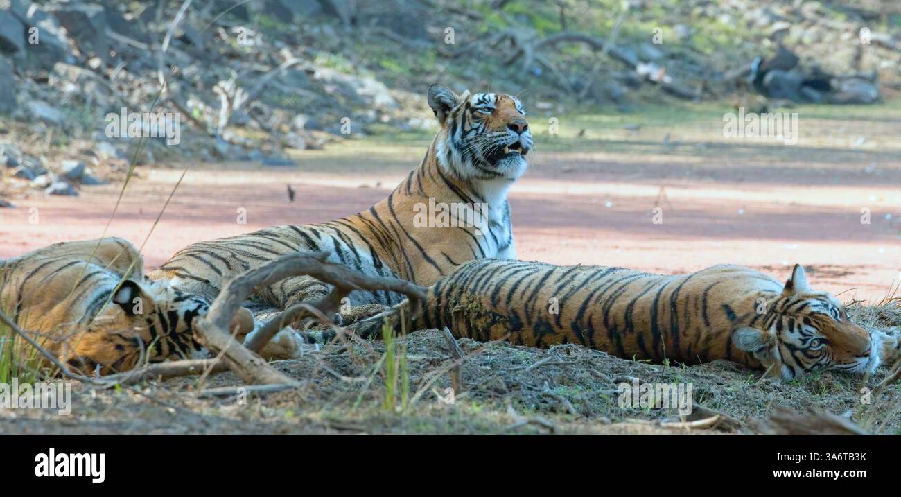 Tiger (Panthera tigris), female tigress with her two large cubs, sat ...