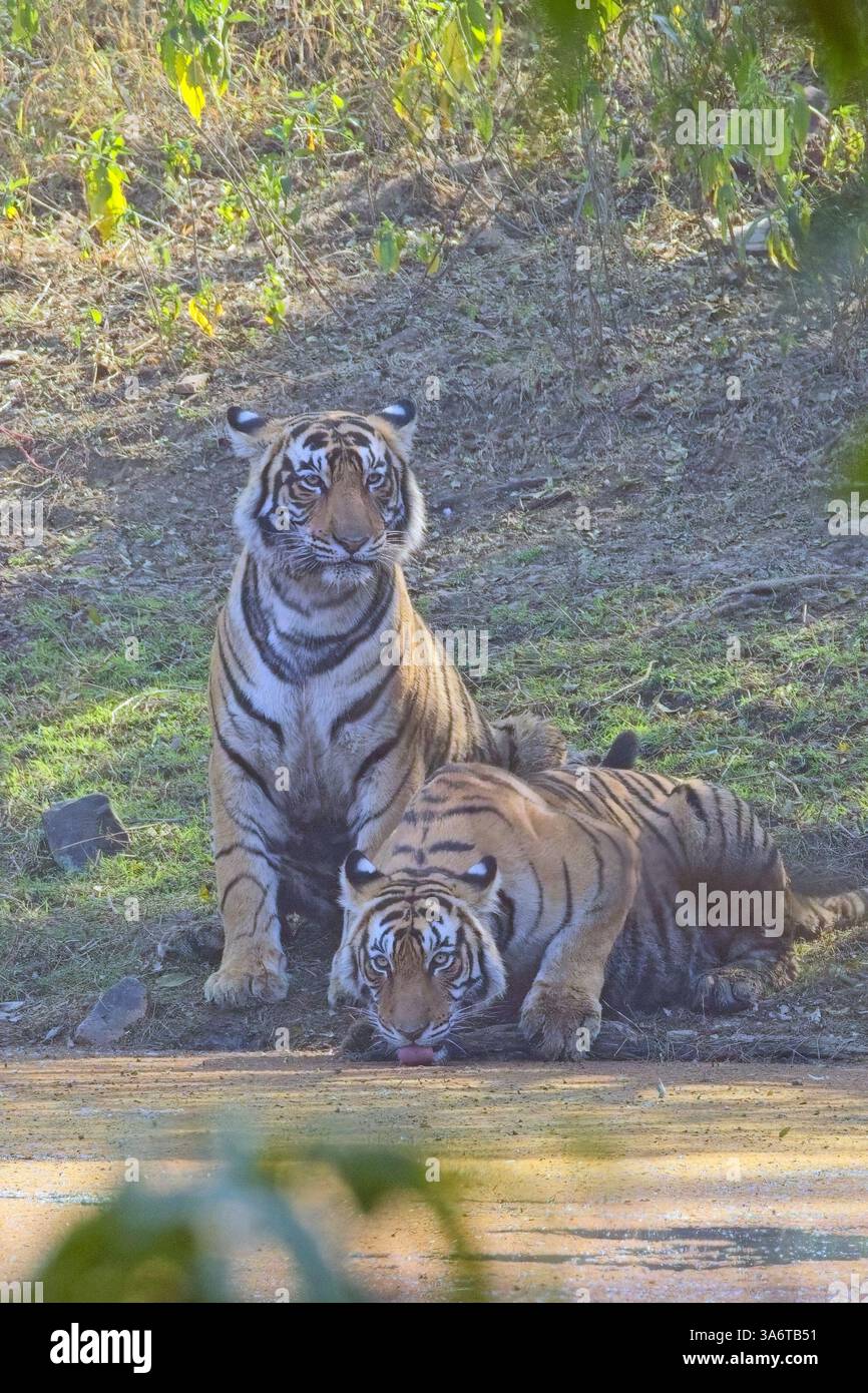 Tiger (Panthera tigris), two large cubs, together, in the shade ...
