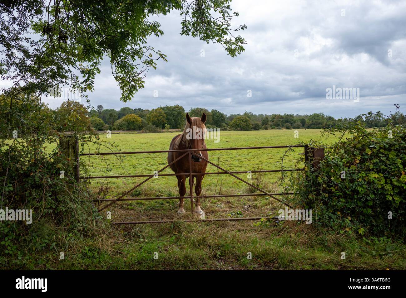 Horse in meadow Ufford Suffolk Stock Photo - Alamy