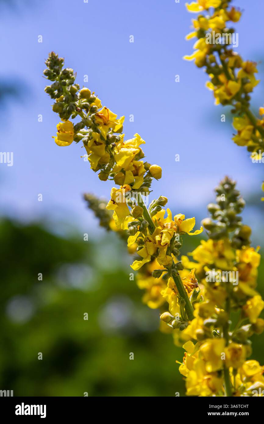 Common mullein - pale yellow flowers of verbascum nigrum plant, used as ...