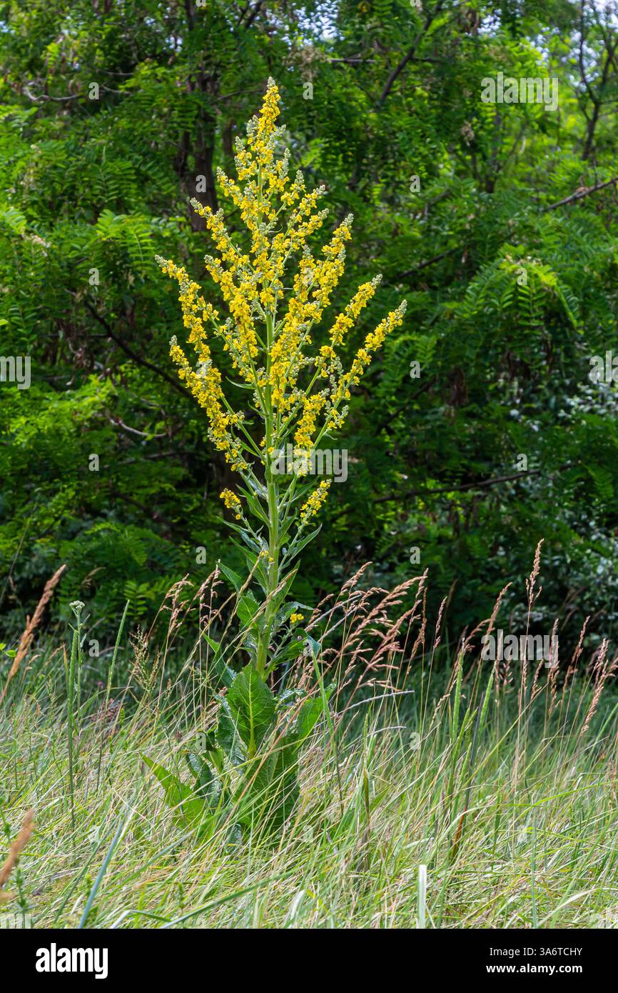 Common mullein - pale yellow flowers of verbascum nigrum plant, used as ...