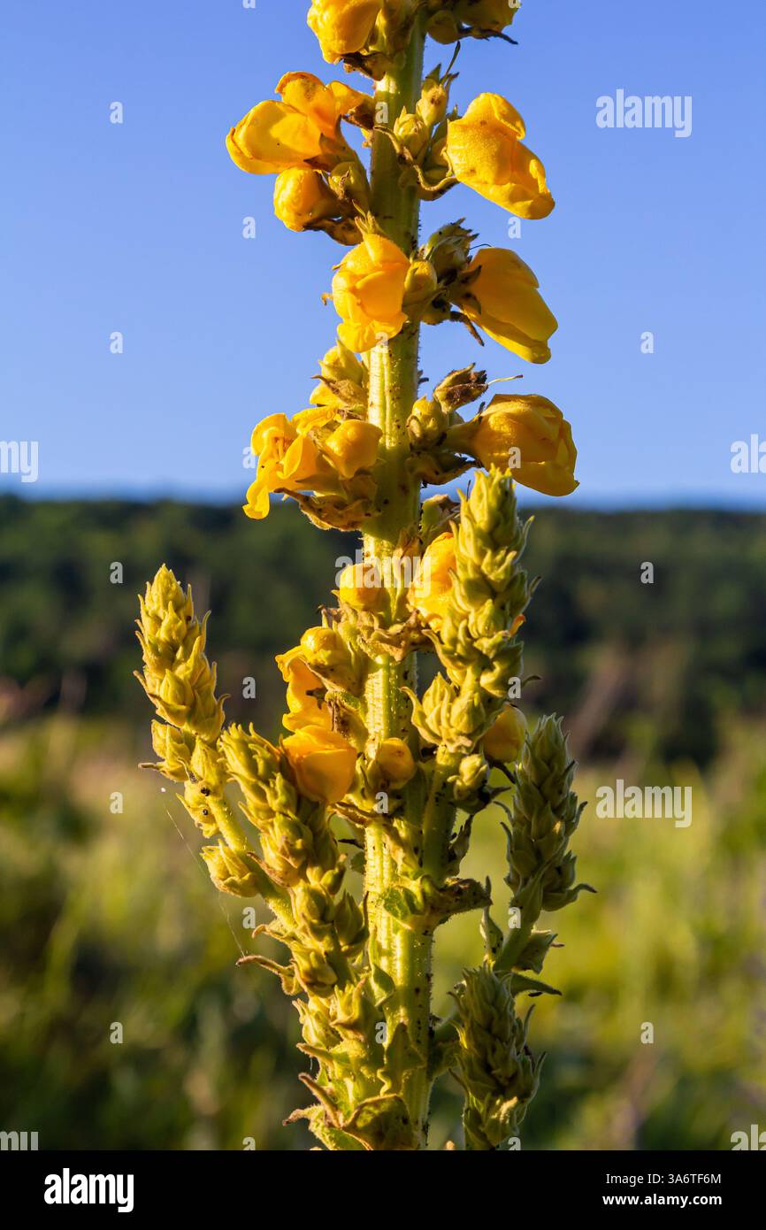 Common mullein - pale yellow flowers of verbascum nigrum plant, used as ...