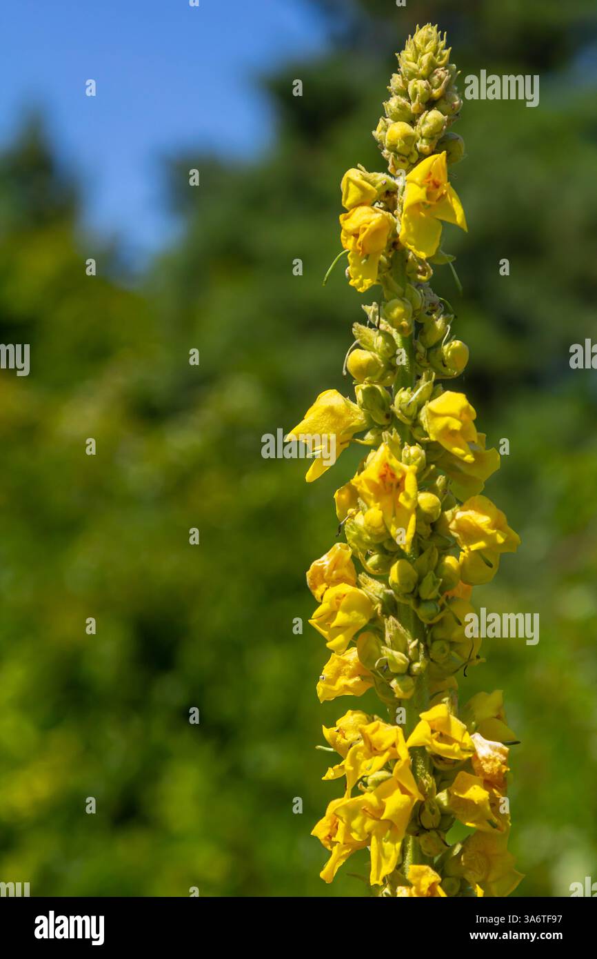 Common mullein - pale yellow flowers of verbascum nigrum plant, used as ...