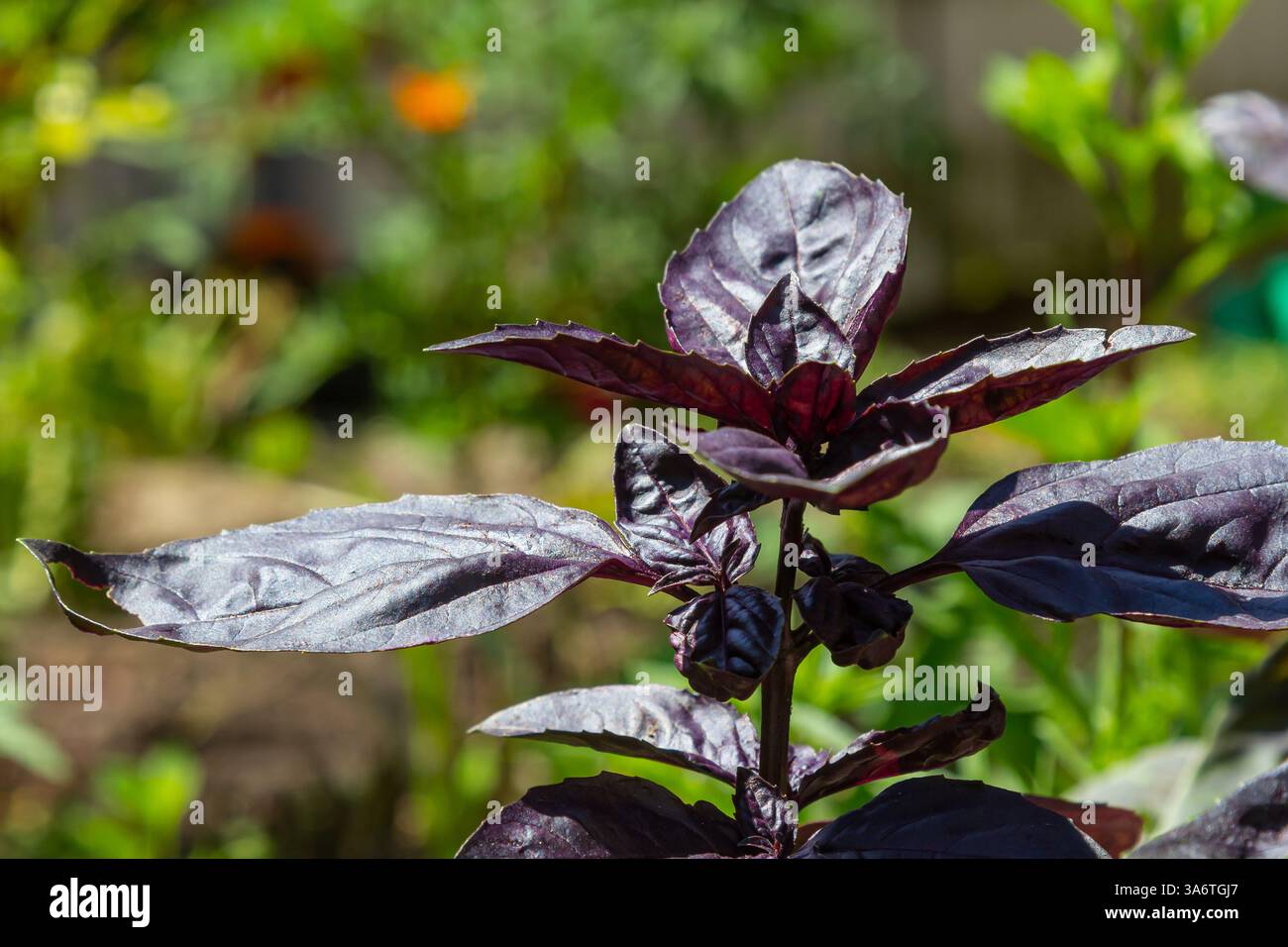 Purple basil grow in vegetable garden. Dark opal basil plants texture ...