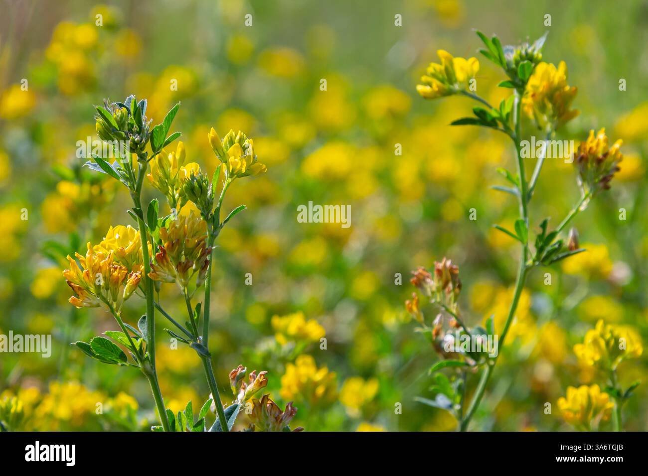Medicago falcata, plant species of the genus Medicago. It is native to ...