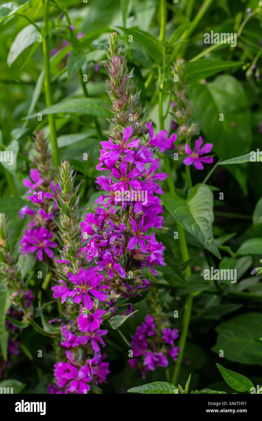 Purple loosestrife Lythrum salicaria inflorescence. Flower spike of ...
