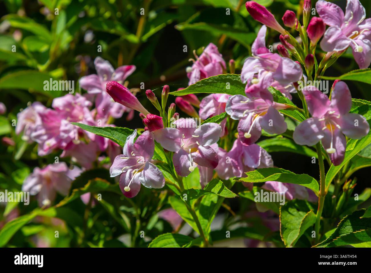 Weigela Bristol Ruby red flowers - Latin name - Weigela florida Bristol ...