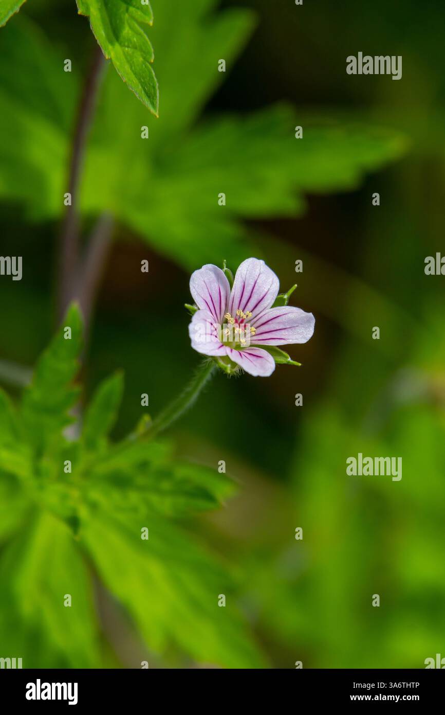 Siberian geranium Geranium sibiricum grows in summer in the wild Stock ...