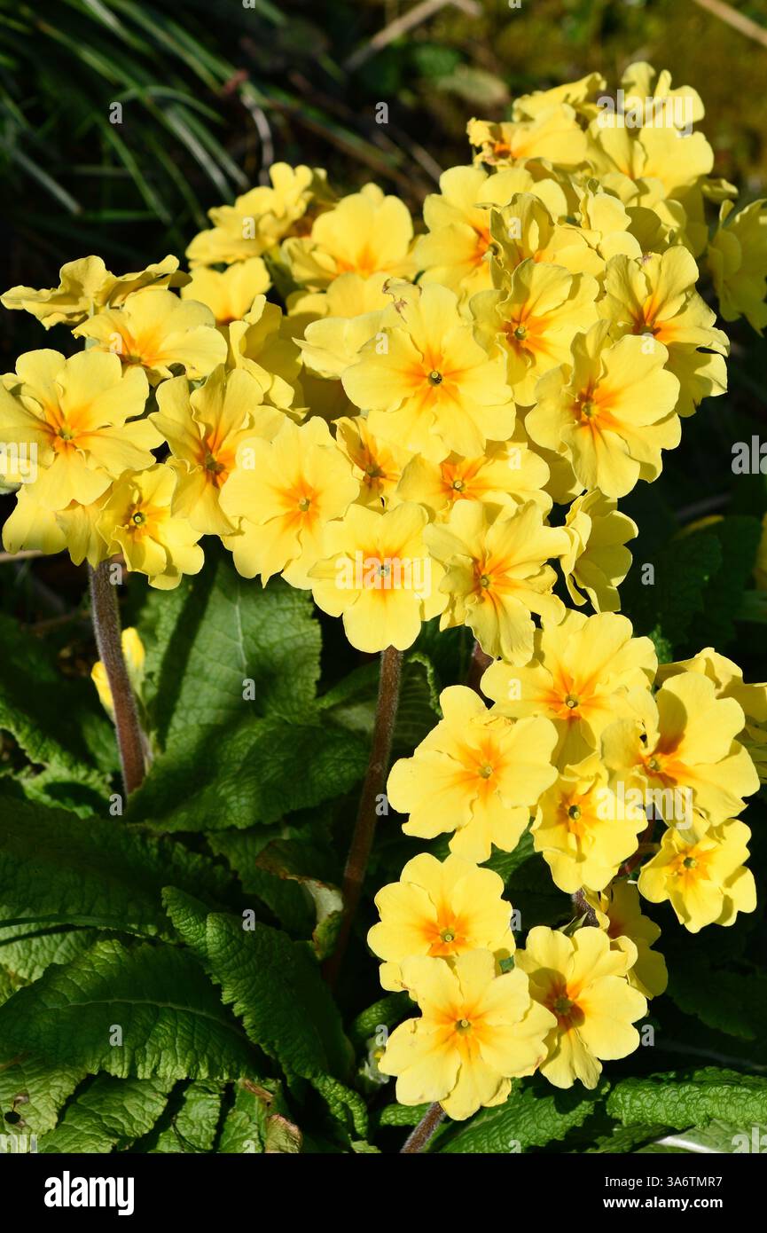 Primrose (Primula vulgaris) in English Garden in Chard Somerset England ...