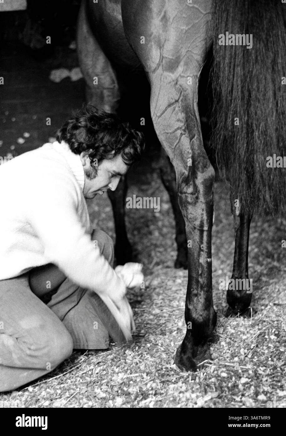 Red Rum on his Summer holiday in a Lancashire field Stock Photo - Alamy