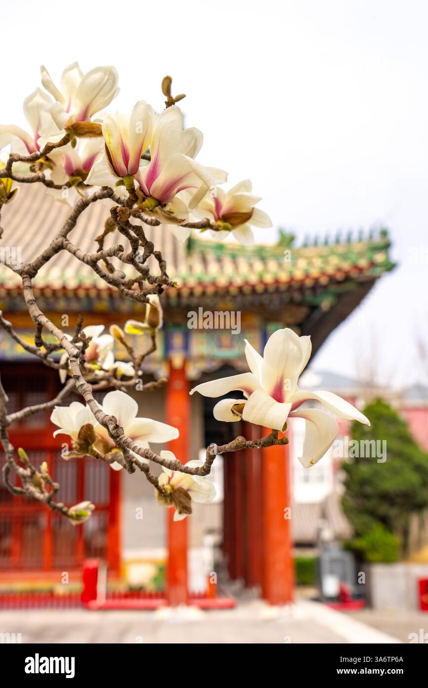 Magnolia flowers blom at Pudu temple in Beijing, China, 23 March, 2025 ...