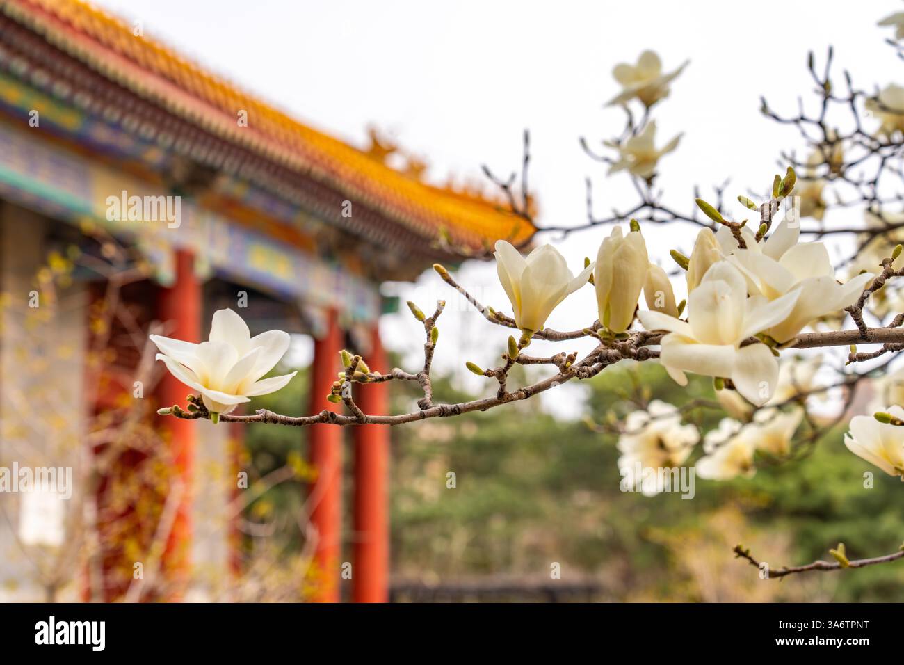 Magnolia flowers blom at Pudu temple in Beijing, China, 23 March, 2025 ...