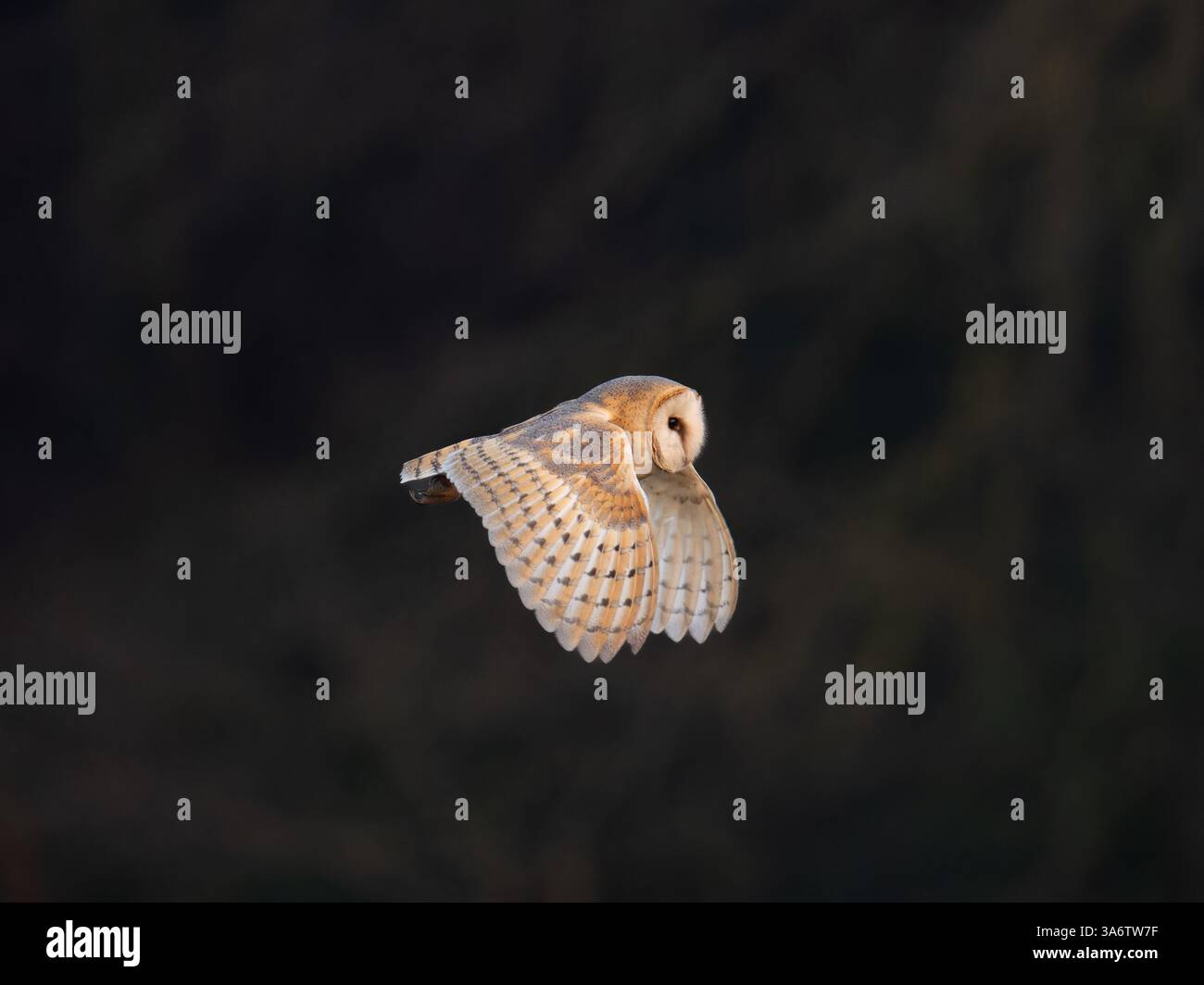Barn owl in flight UK [Tyto Alba ] Stock Photo - Alamy