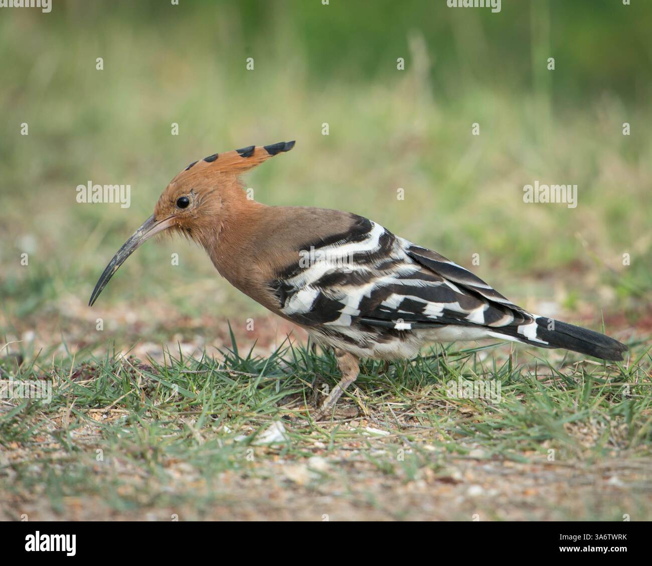 Hoopoe bird hi-res stock photography and images - Alamy