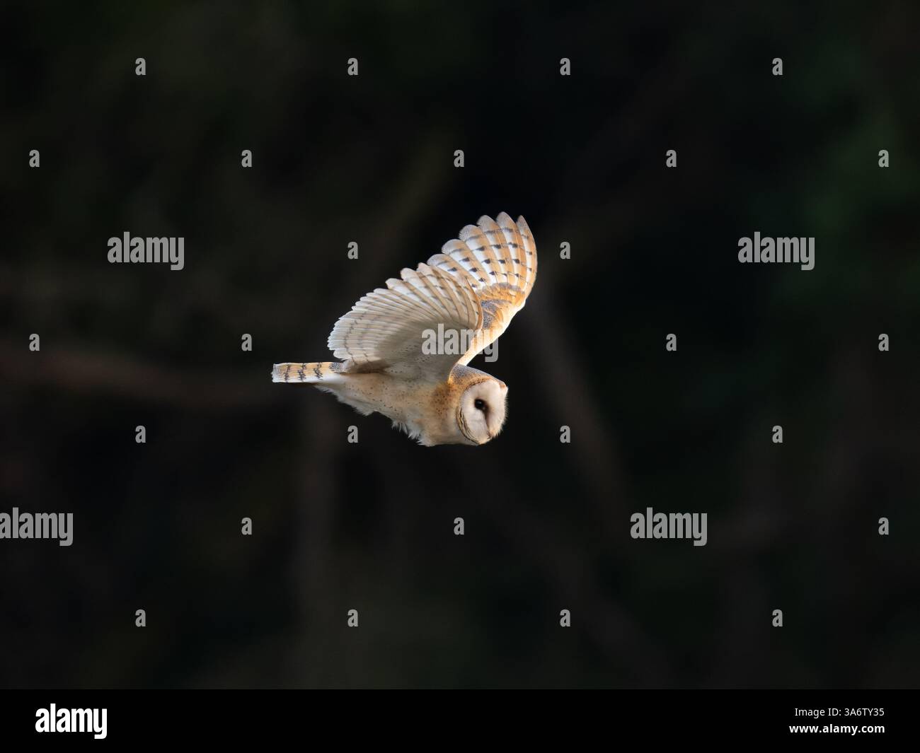 Flight uk hi-res stock photography and images - Alamy