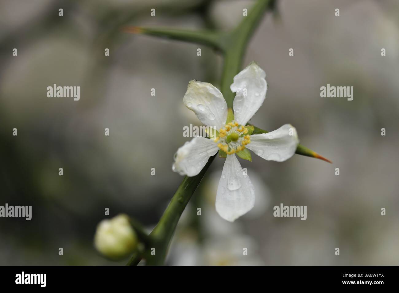 Buds of a tree, Poncirus trifoliata - trifoliate orange Stock Photo - Alamy