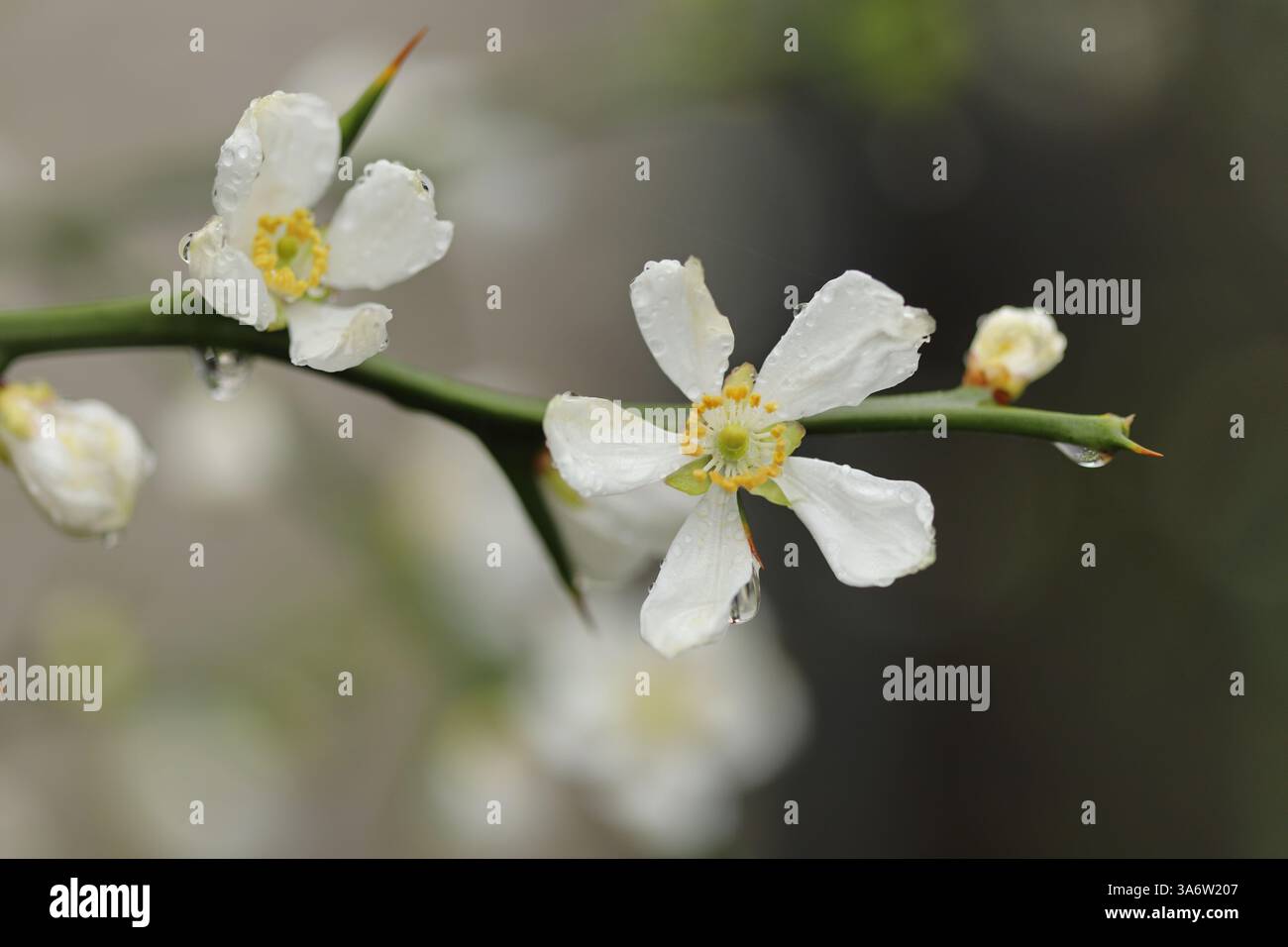 Buds of a tree, Poncirus trifoliata - trifoliate orange Stock Photo - Alamy