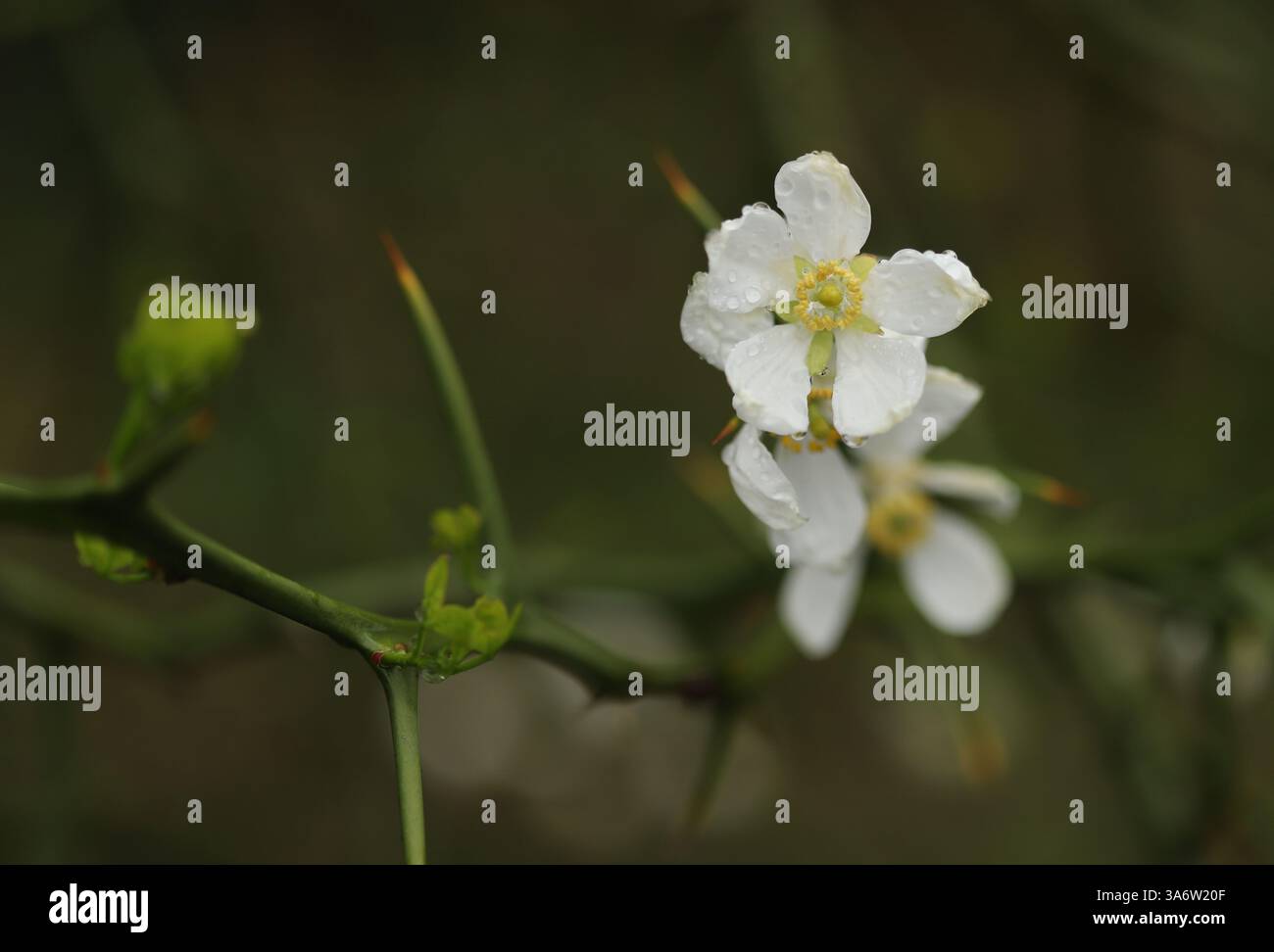 Buds of a tree, Poncirus trifoliata - trifoliate orange Stock Photo - Alamy