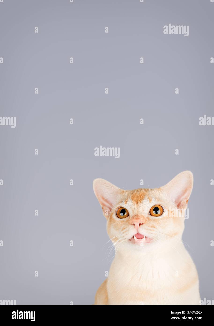 Portrait of Burmese cream cat with open mouth on color background. Copy ...